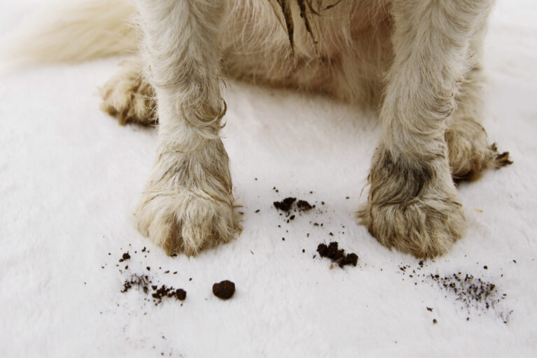 Tips for Removing Stains From Your Carpet - Qualitas